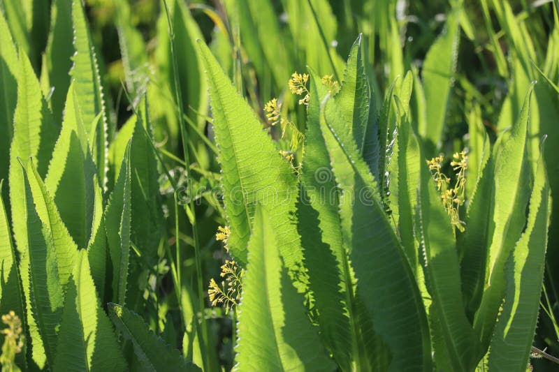 Overgrown stock photo. Image of wild, hidden, teasel - 381430126