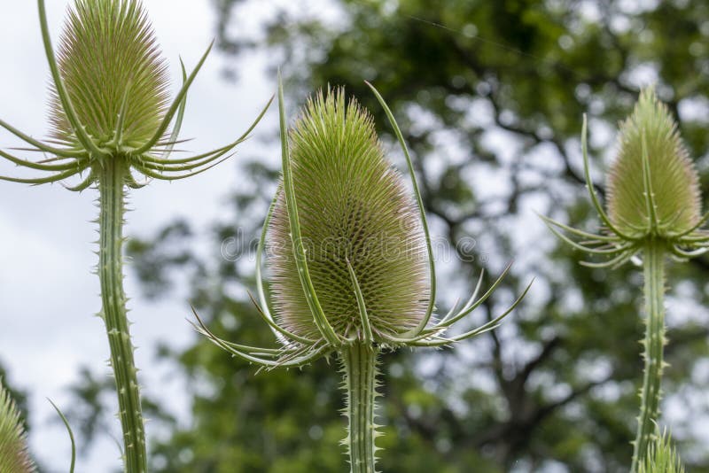 Wild teasel stock image. Image of outdoors, teasel, macro - 194303673