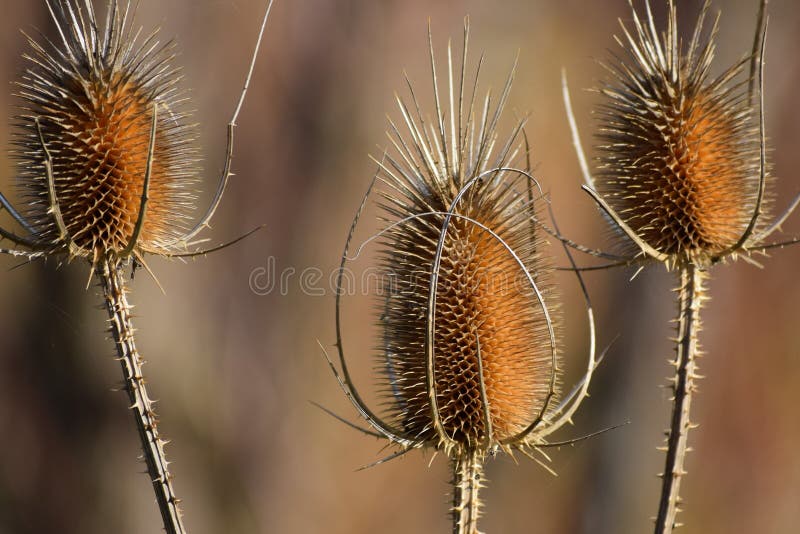 Wild Teasel Dipsacus Fullonum, a Species of Flowering Plant Stock Photo ...
