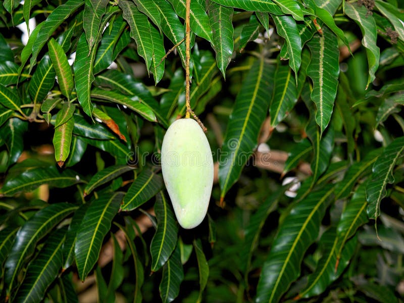 Wild thai mango stock photo. Image of chili, bird, panasonic - 173420704