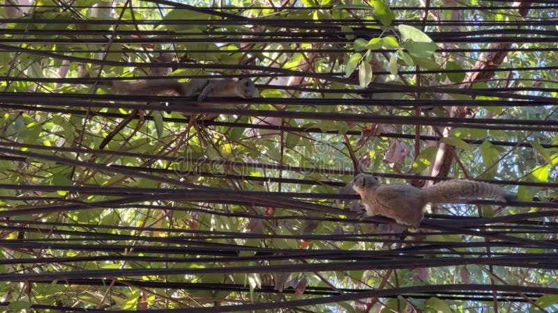 Wild Thai Squirrels on Wires in Outdoors in Nature Stock Video - Video ...