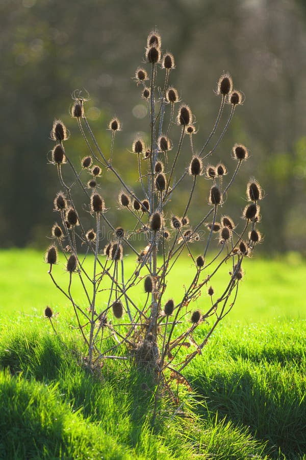 Wild thistle stock image. Image of prickles, countryside - 88031981