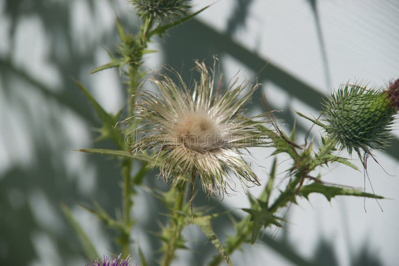 Wild Thistle Pod Open Seeds Stock Photo - Image of carried, matured ...