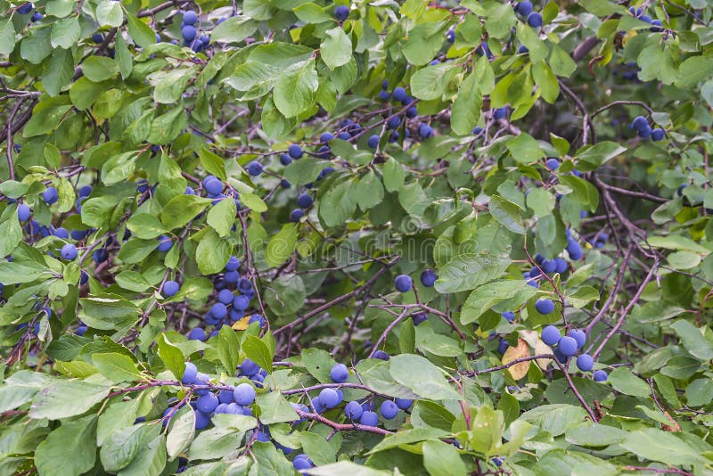 Thorn bushes and berries stock image. Image of crude - 244141067