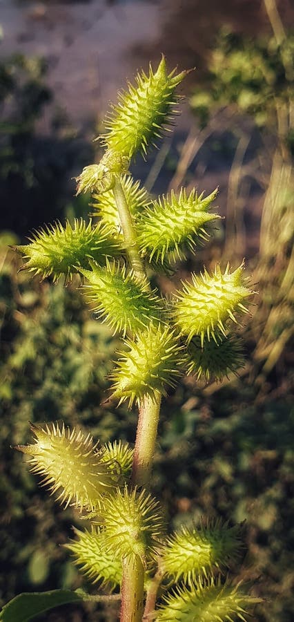 Wild Thorny Plant Picture Herbal Stock Photo - Image of wild, thorny ...