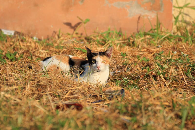Wild Three Colour Cat Lie Down Grass Stock Photos - Free & Royalty-Free ... Wild Three Colour Cat Lie Down Grass Stock Photos - Free & Royalty-Free ...