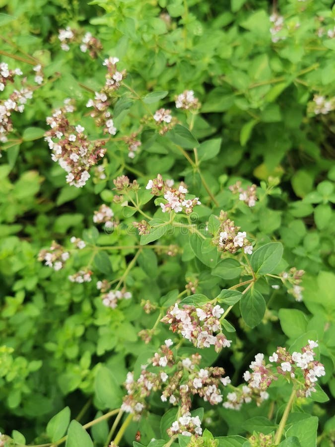 Wild thyme plant stock image. Image of botany, leaf - 369293049