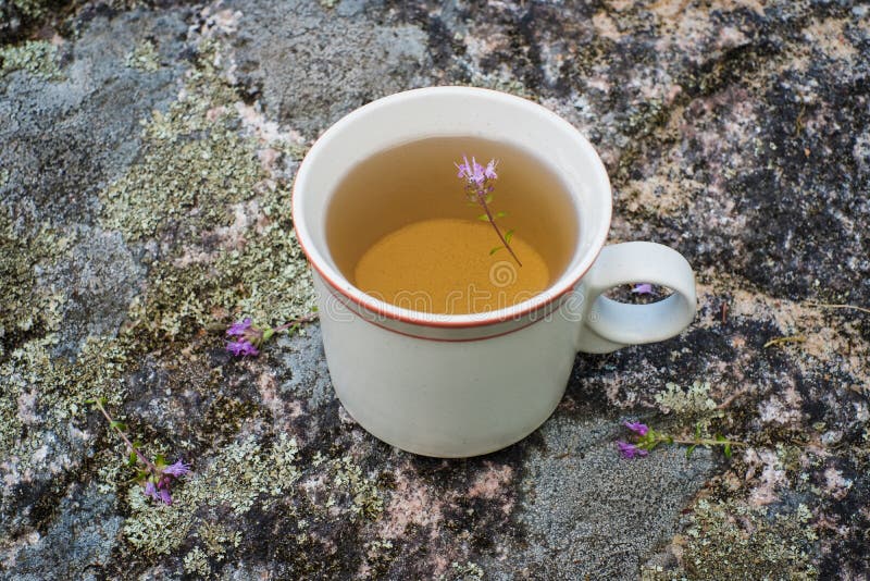 Wild thyme tea stock photo. Image of meadow, lamiaceae - 251726030