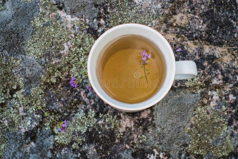 Wild thyme tea stock image. Image of pink, elfin, plant - 251726173
