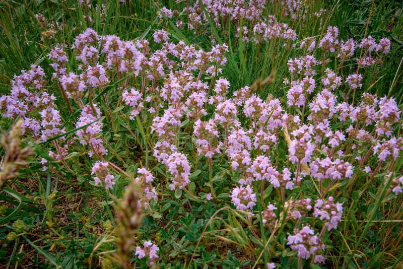 Wild Thyme (Thymus Serpyllum) Blooming in Spring Isolated on Background ...