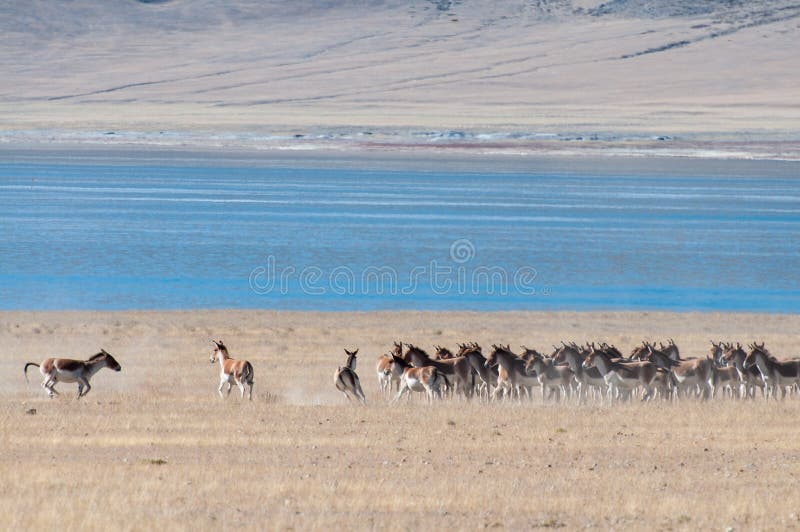 Wild Tibetan donkey stock image. Image of blue, natural - 124743837