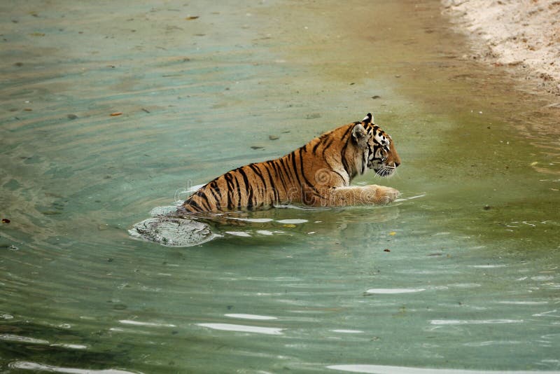 Wild tiger stock image. Image of exotic, wildlife, predator - 41084517