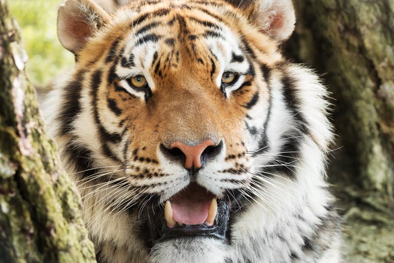 Wild tiger stock image. Image of asia, grace, open, powerful - 42812745