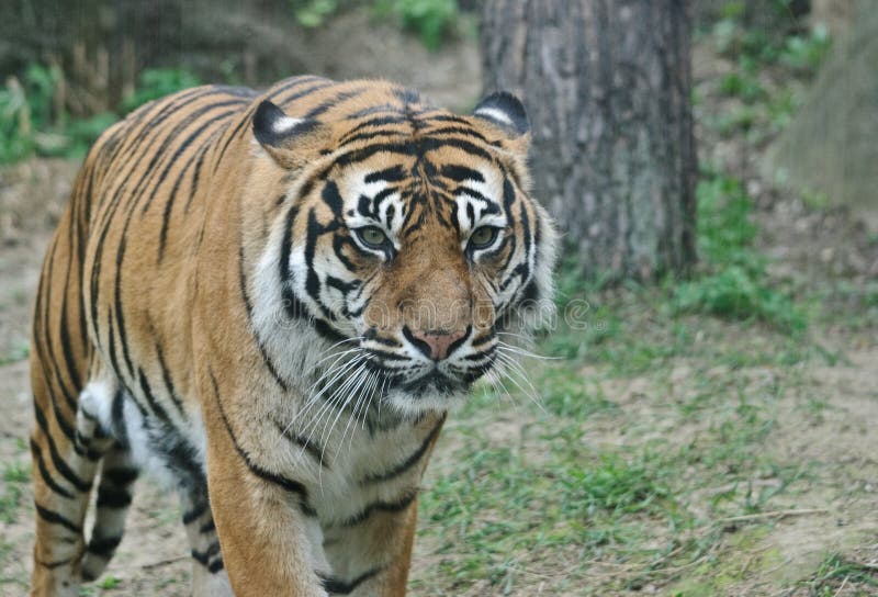 Wild Tiger Close Up Portrait Stock Image - Image of manul, rare: 74525609