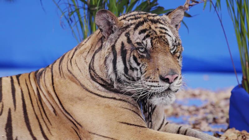Wild Tiger Closeup on Blue Screen in Slow Motion Stock Video - Video of ...