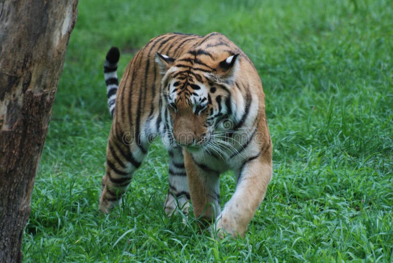 Wild Tiger in a Field stock photo. Image of nature, wildlife - 94608838