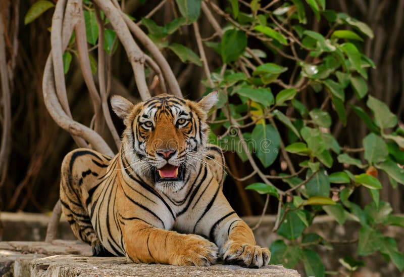 Wild Tiger Laying Down on Rocks with Its Mouth Open Looking Towards the ...