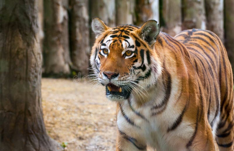 Wild Tiger Looking Forward stock photo. Image of fast - 58335586