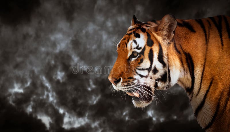 Siberian Tiger Face Profile