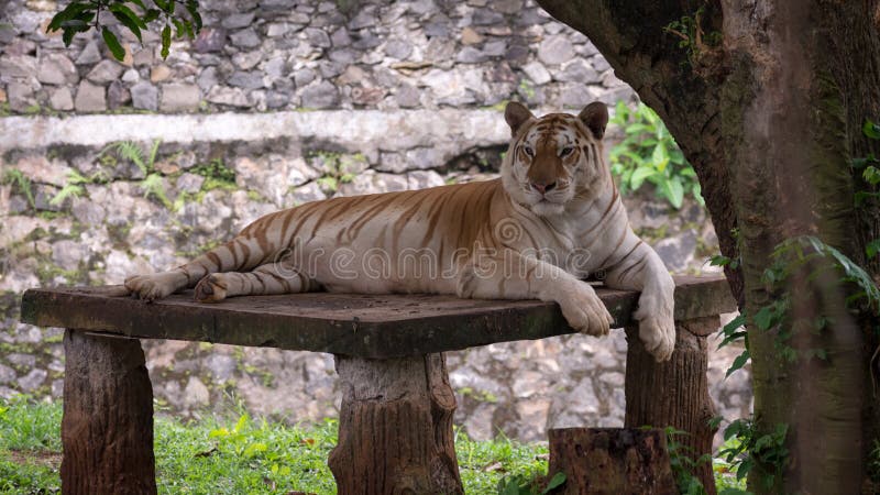 Wild tiger stock image. Image of tiger, rest, animal - 151993125