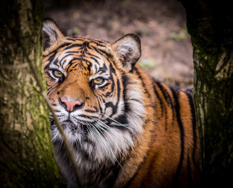 Wild tiger stock image. Image of wild, stare, eyes, whiskers - 49176479