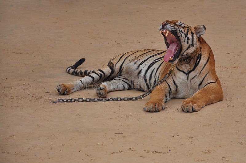 Wild tiger stock image. Image of enemy, calm, beast, aggression - 33582699