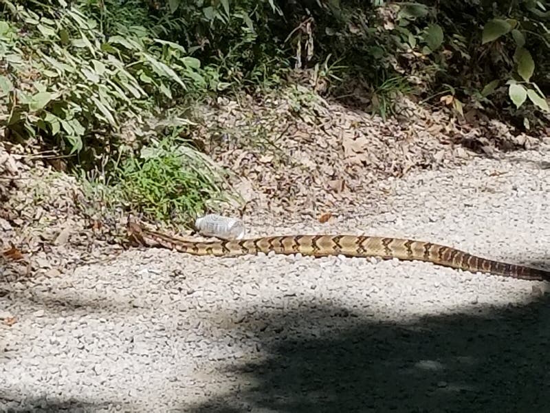 Snake stock photo. Image of snake, timber, summer, wild - 100296914