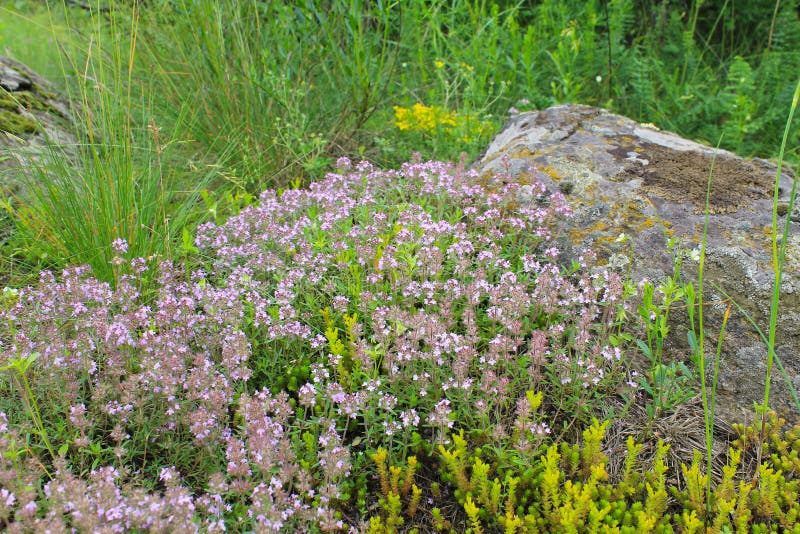 Wild timjan fotografering för bildbyråer. Bild av botanisk - 102738595
