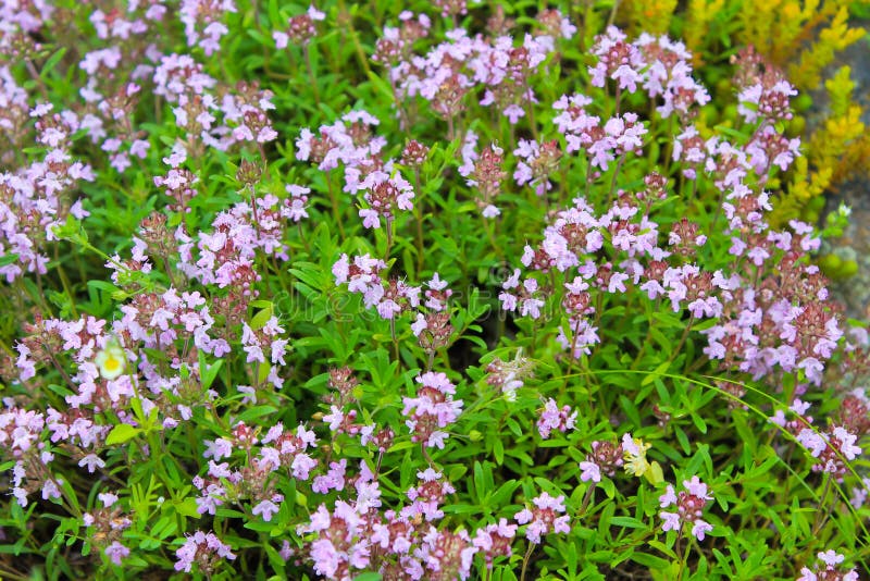 Wild timjan fotografering för bildbyråer. Bild av botanisk - 102738595