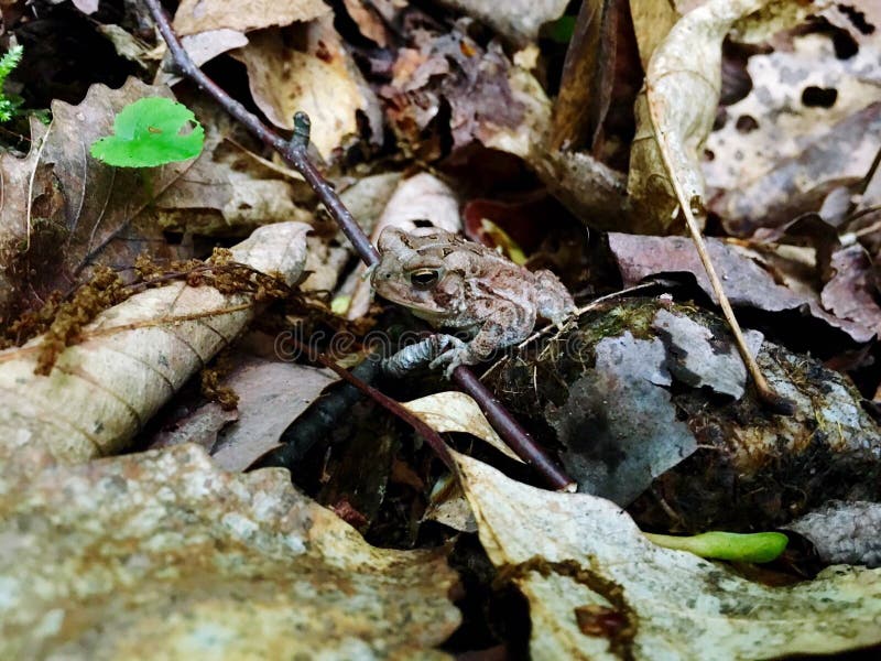 Wild tiny camouflaged frog stock image. Image of surroundings - 134418059