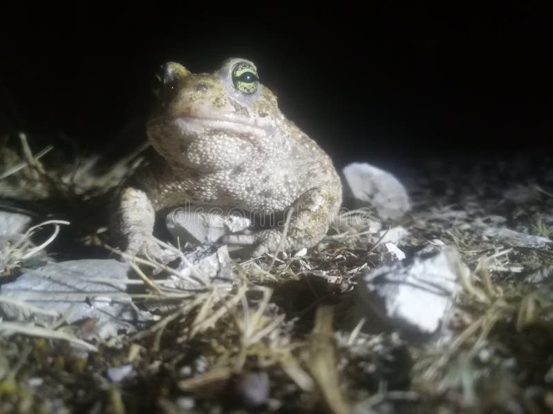 Wild Toad Sitting in Grass, Close-Up Stock Photo - Image of face ...