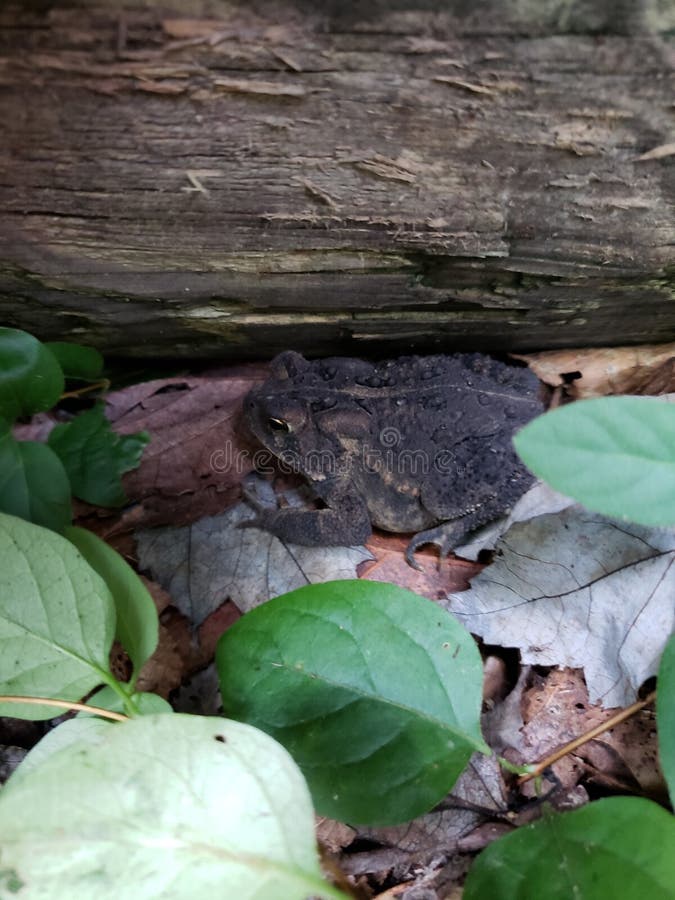 Wild Toad Sitting in Grass, Close-Up Stock Photo - Image of face ...