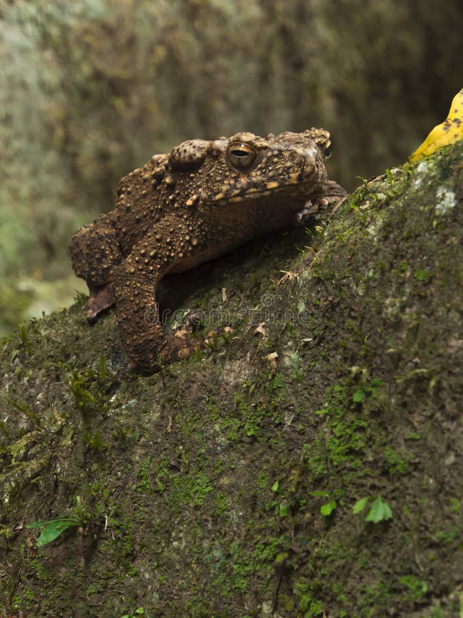Wild Toad Sitting in Grass, Close-Up Stock Photo - Image of face ...