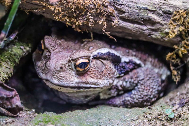 Wild Toad Sheltered Under Mossy Wood in Natural Habitat Stock Image ...