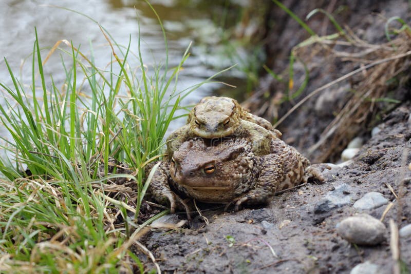 Wild Toads Mating in the Water. European Toad, Bufo Bufo Stock Image ...