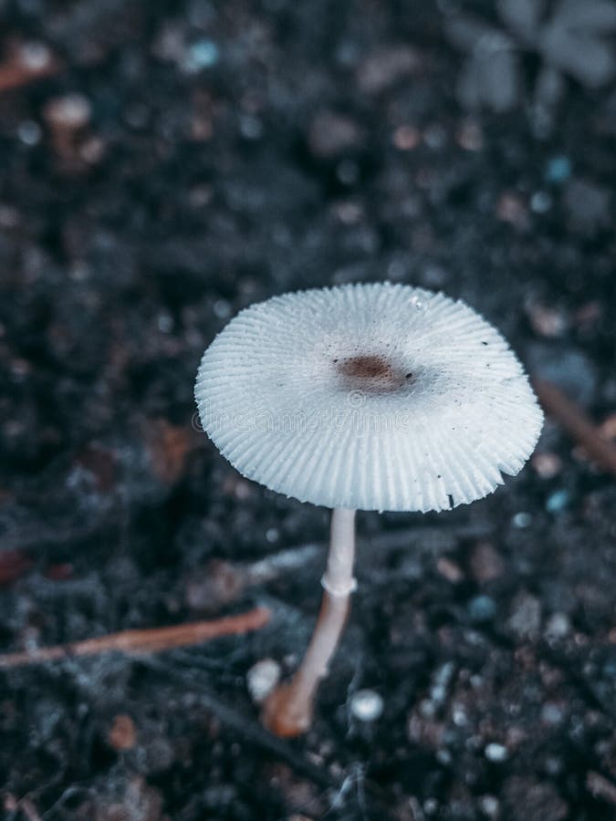 Wild Toadstool Growing in the Garden Stock Photo - Image of design ...