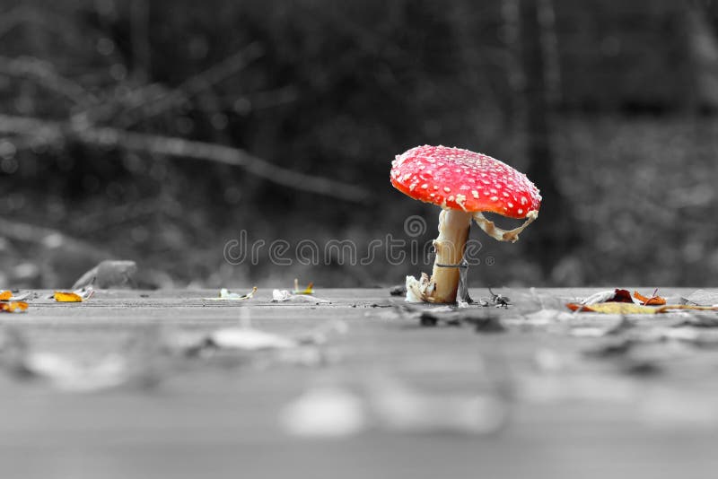 Wild Toadstool Isolated in Color Stock Image - Image of nature, spotted ...