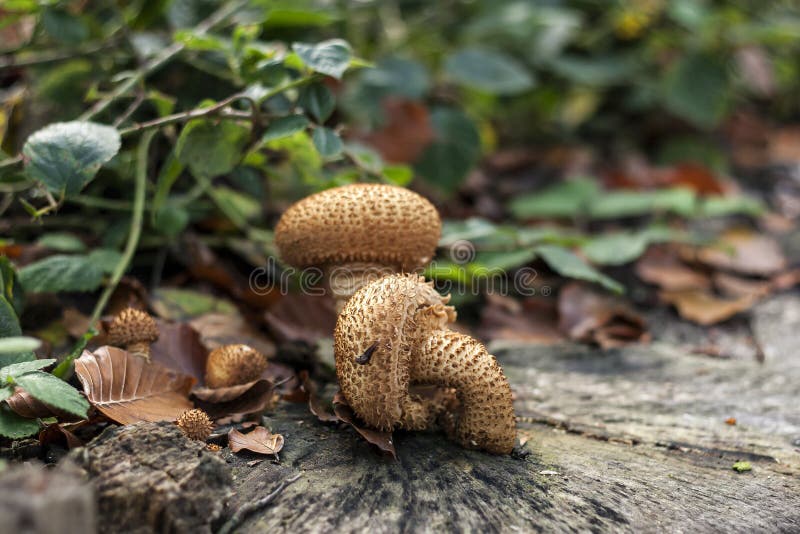 Wild Toadstools Growing in a Clump in a Tree Stock Image - Image of ...