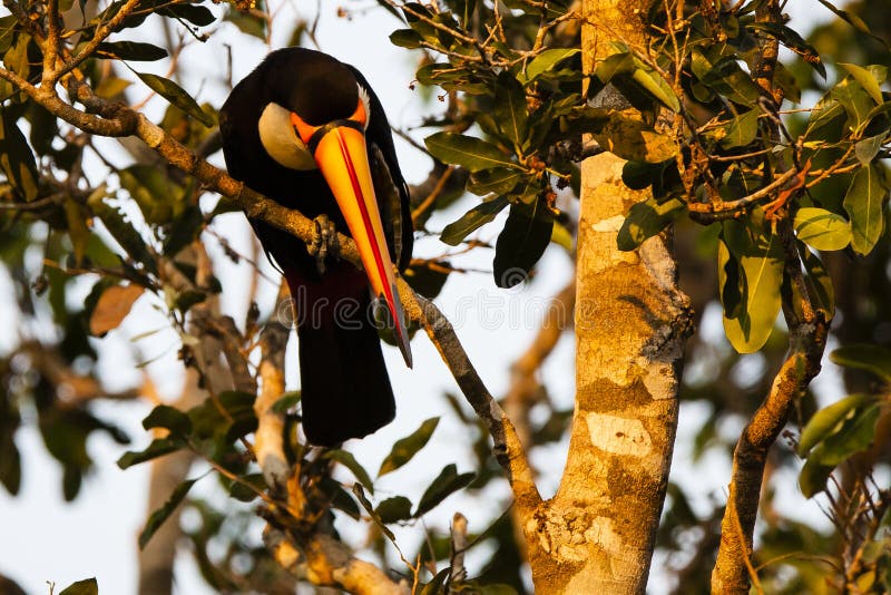 Wild Toco Toucan Looking Down from Perch,Head-on Beak Stock Photo ...