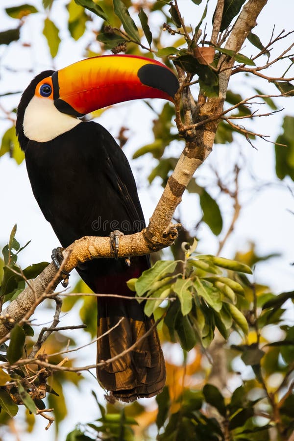 Wild Toco Toucan Leaning before Flight Stock Photo - Image of ...