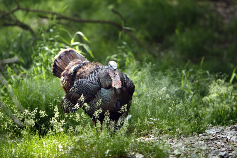Wild tom Turkey stock photo. Image of male, beautiful - 8924180