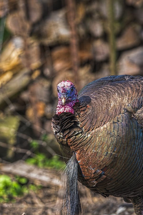 Strutting wild turkey stock photo. Image of gobbler, forest - 24544718
