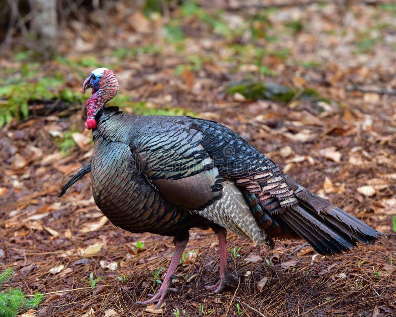 Wild tom turkey stock photo. Image of hunting, hunt, beard - 91690986