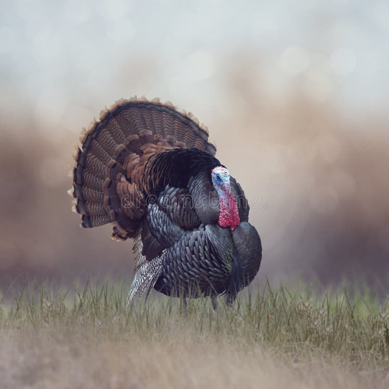 WIld Tom Turkey stock image. Image of shiny, outdoors - 115014755