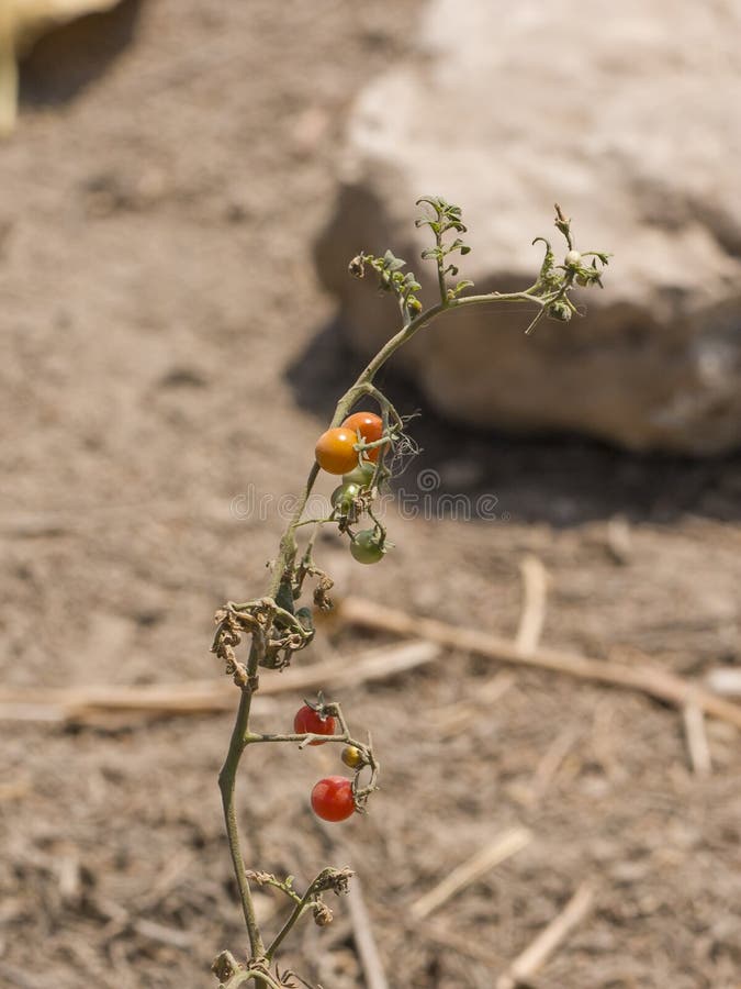 Wild Tomato in a Wasteland with Fruits Stock Photo - Image of roadside ...