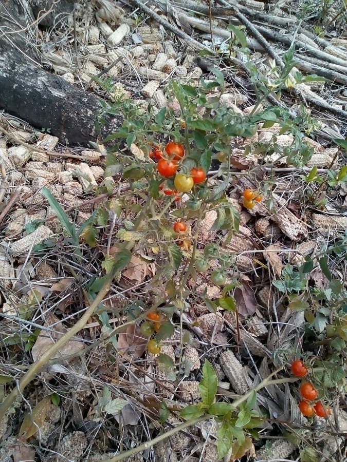 Wild tomatoes orange stock image. Image of vegetable - 144957505