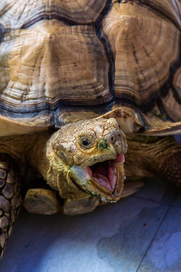 Funny Tortoise stock photo. Image of silly, tortoise - 17638852