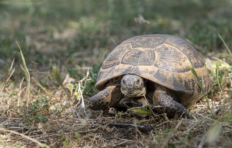 A Wild Tortoise Roaming Freely in Central Turkey Stock Image - Image of ...