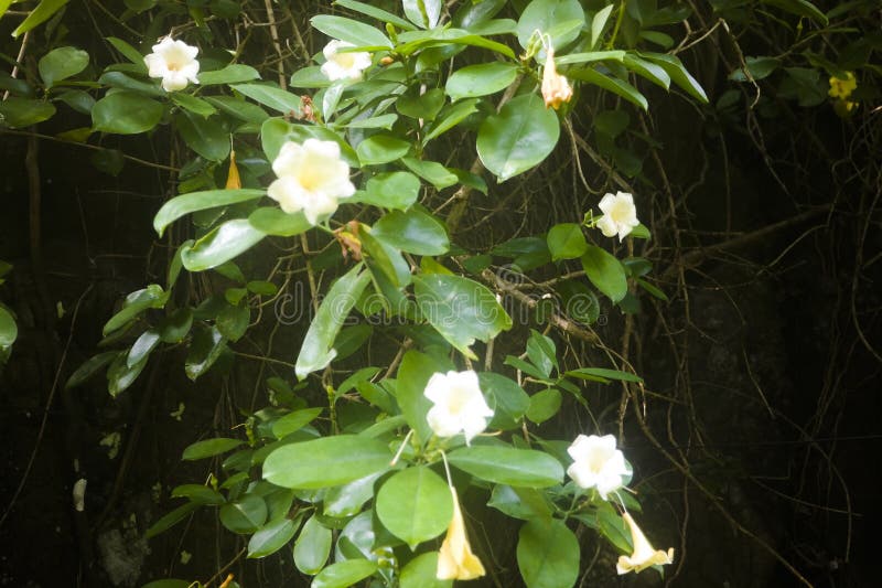 Wild Tree with Blooming Flowers Stock Photo - Image of spring, wild ...
