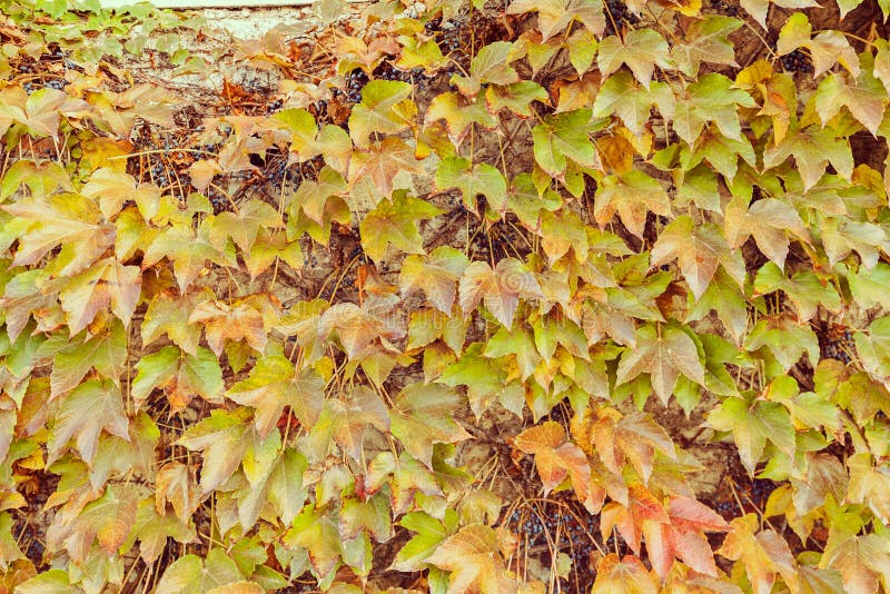Wild Tree-creeper in Autumn Stock Image - Image of beautiful, wildlife ...